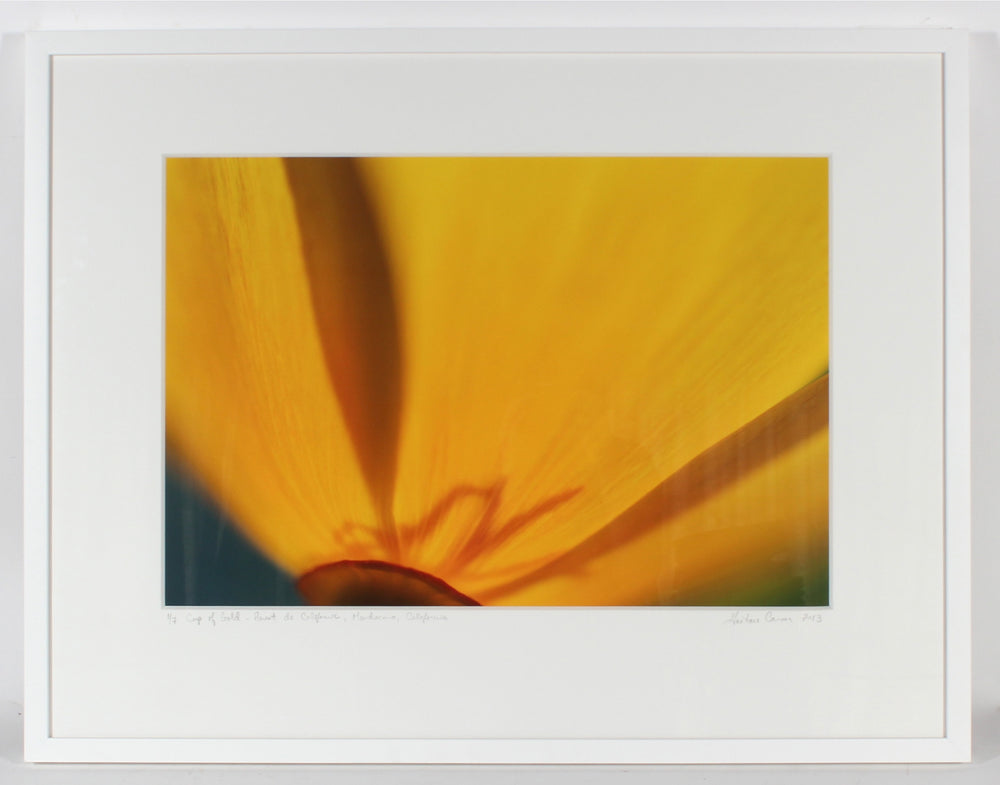 Gaetan Caron | "Cup of Gold (California Poppy)" | Fine Art Photo 2013 ...