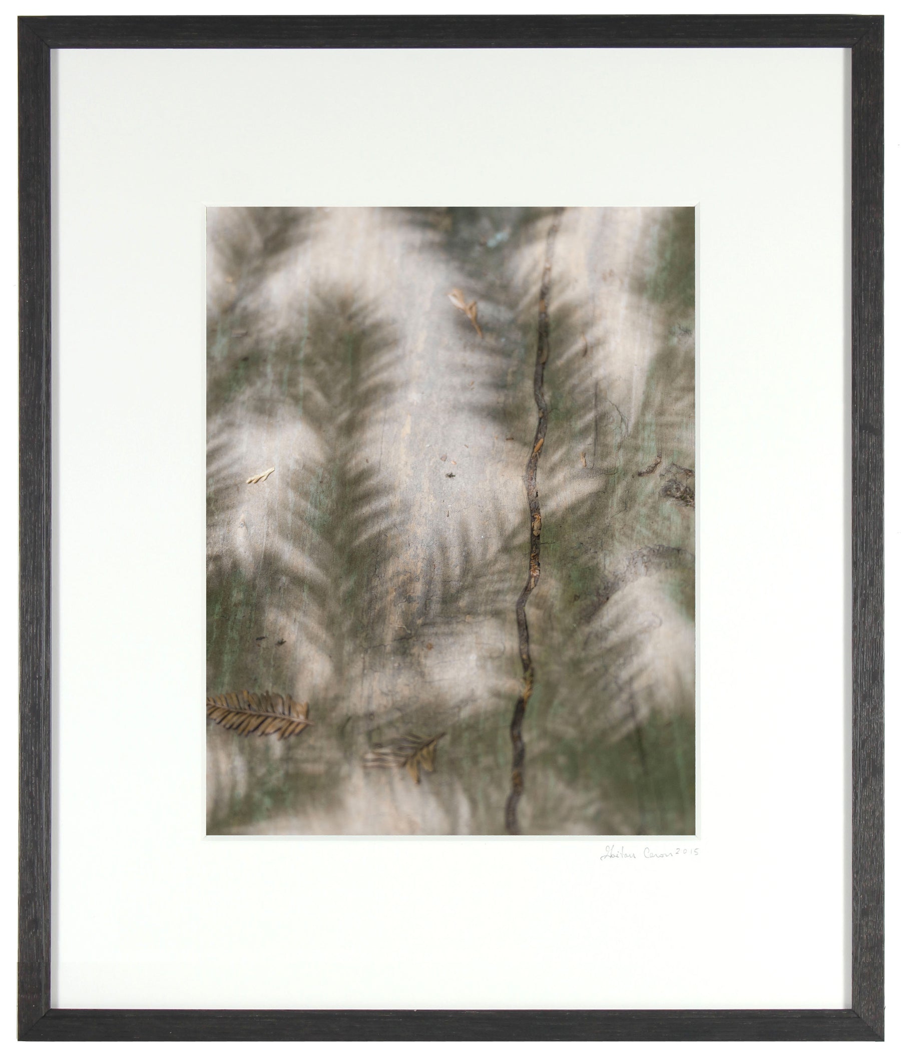 Gaetan Caron | 2015 Fine Art Photo | "Quiétude", (Redwood) California ...